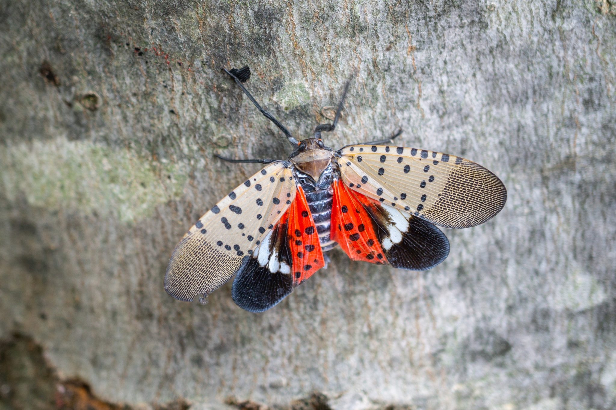 Monitoring an Invasive Species: Spotted Lanternfly - Royal Botanical ...