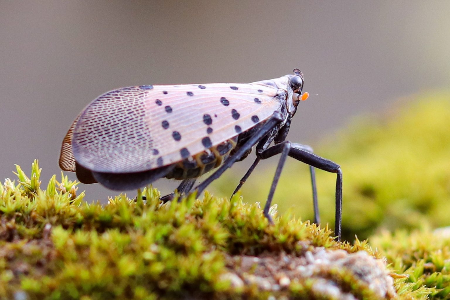 Monitoring an Invasive Species: Spotted Lanternfly - Royal Botanical ...