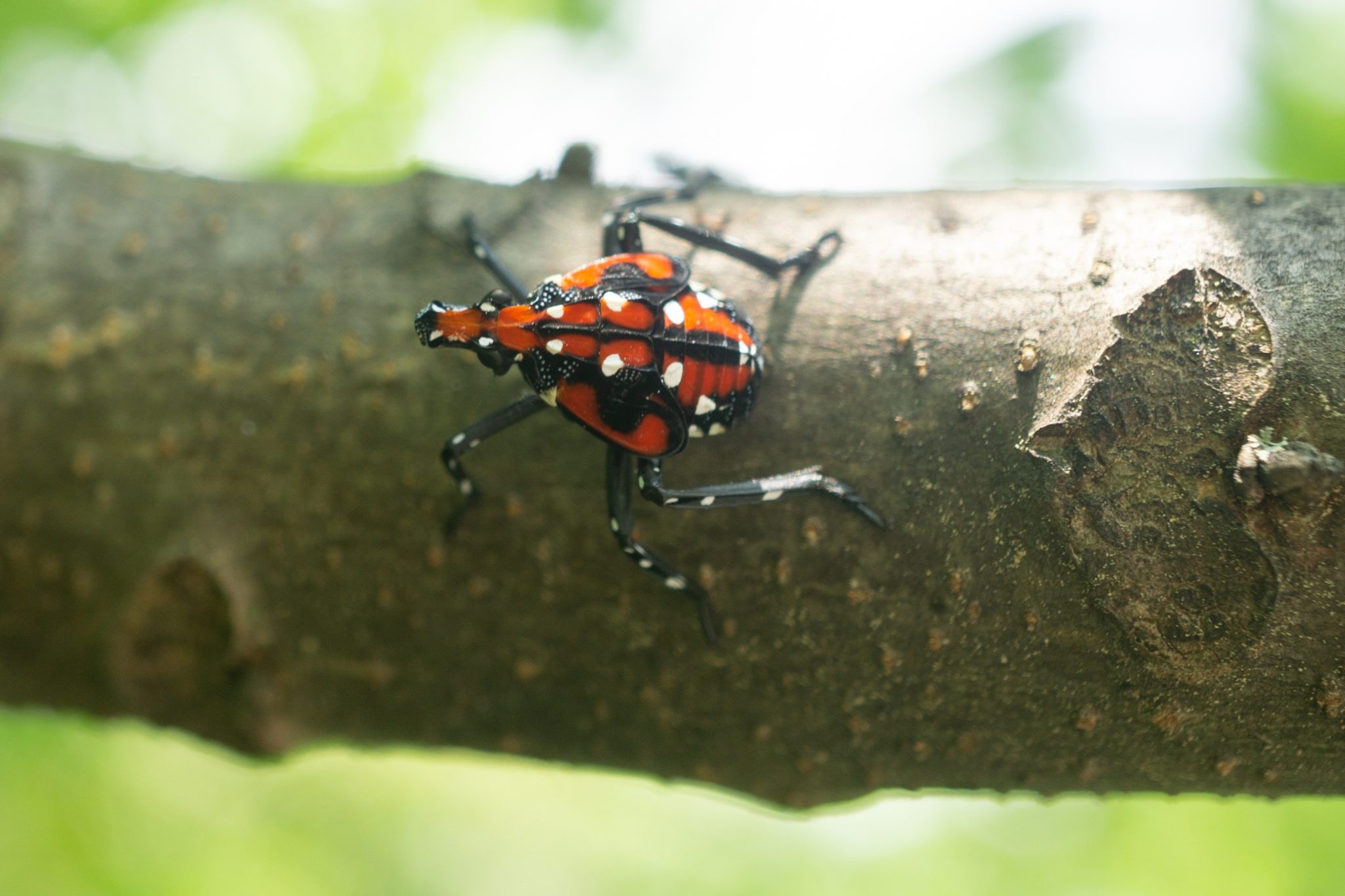Monitoring an Invasive Species: Spotted Lanternfly - Royal Botanical ...