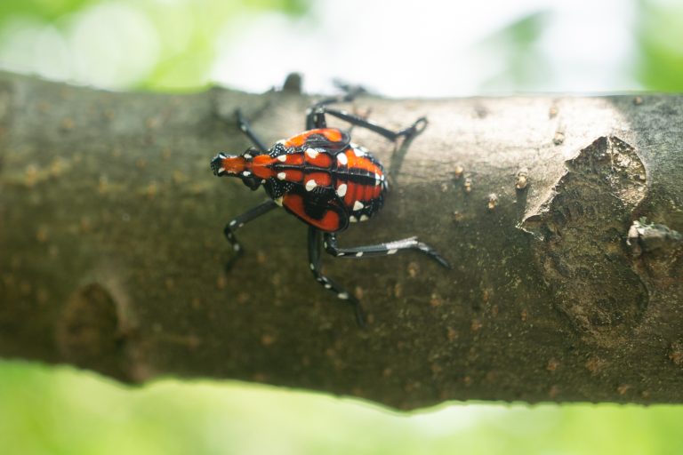 Monitoring an Invasive Species: Spotted Lanternfly - Royal Botanical ...