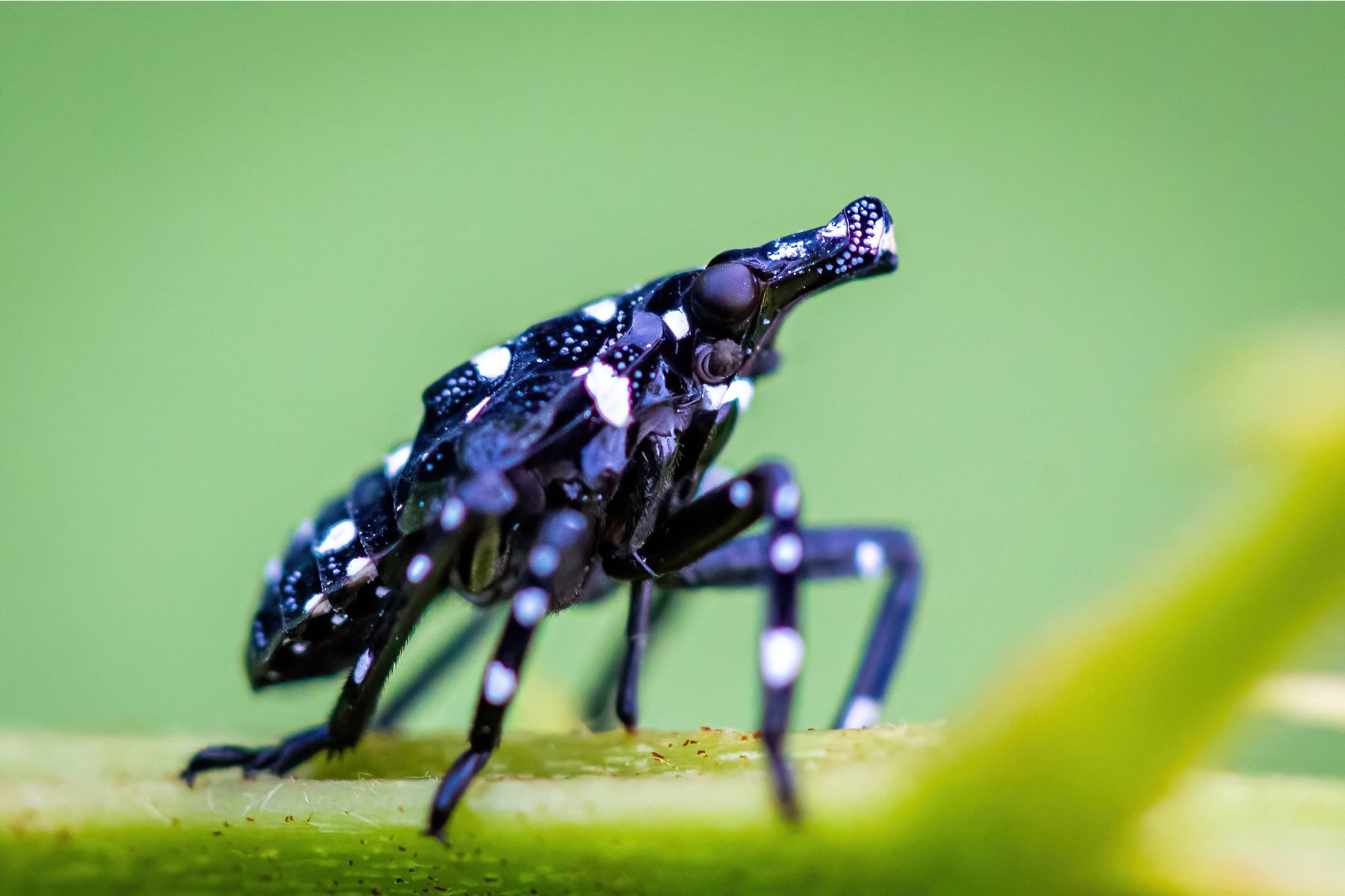 Monitoring an Invasive Species: Spotted Lanternfly - Royal Botanical ...