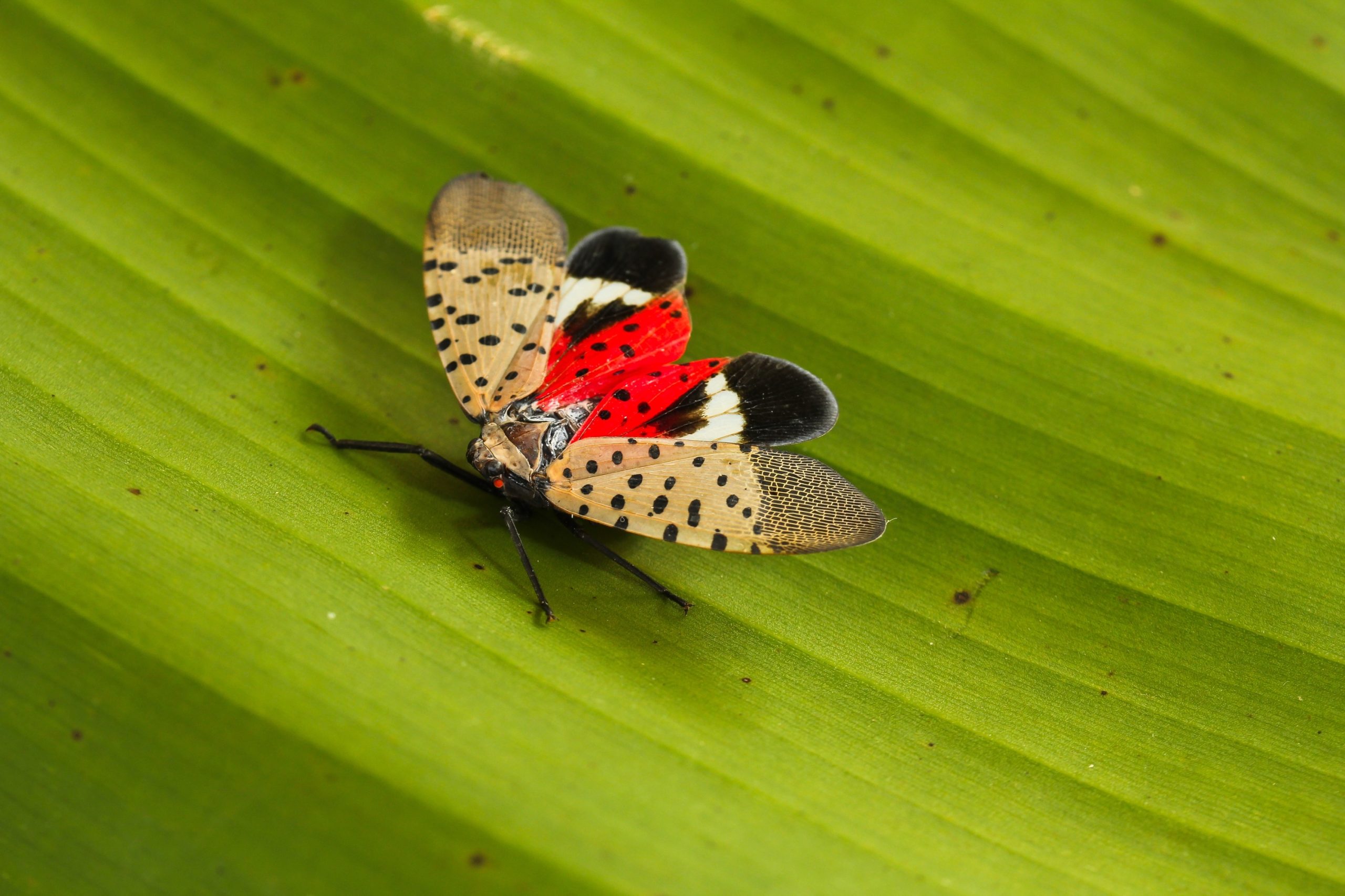 Monitoring an Invasive Species: Spotted Lanternfly - Royal Botanical ...