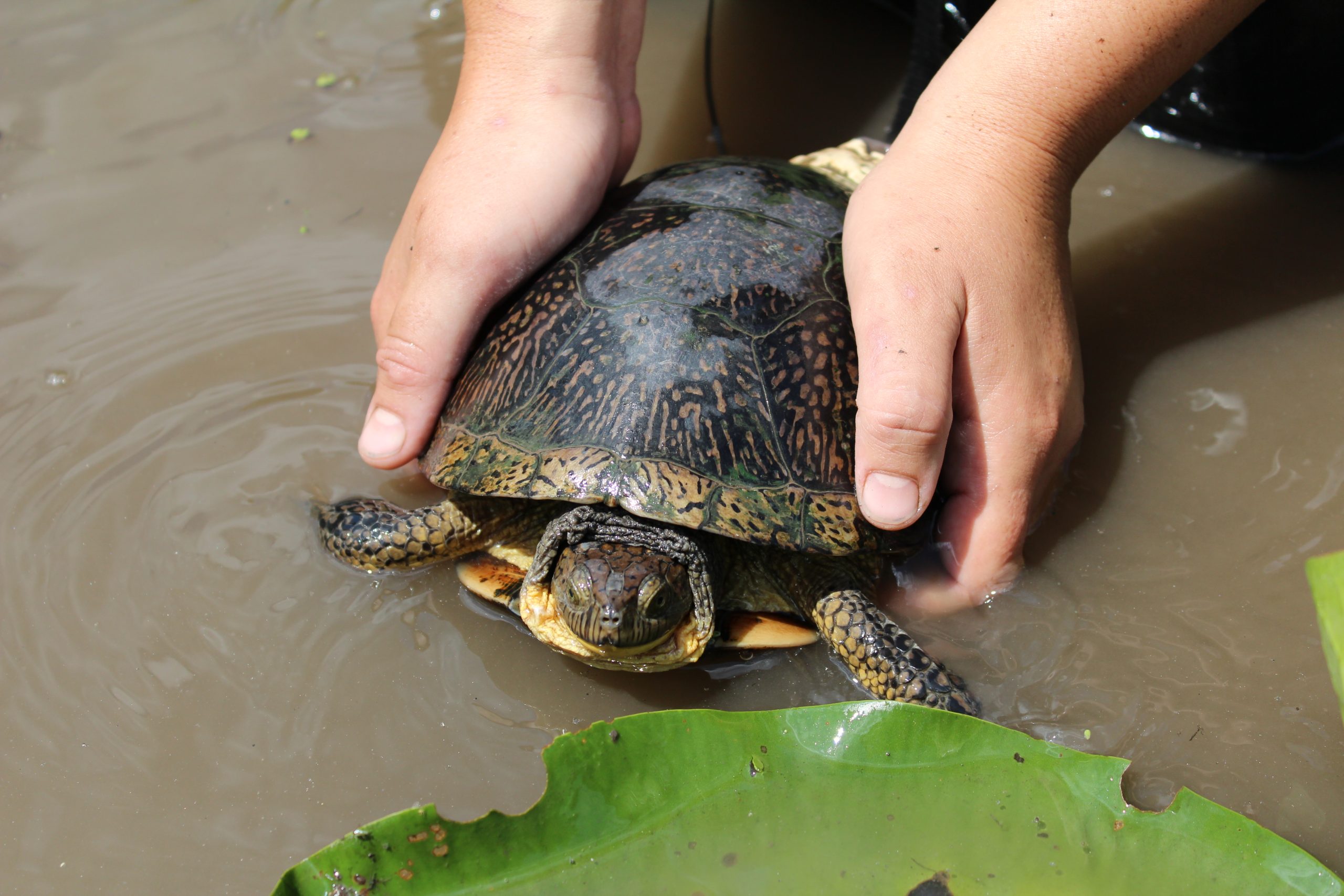 Turtles in Trouble: Habitat Loss, Road Risks, and Conservation Efforts ...