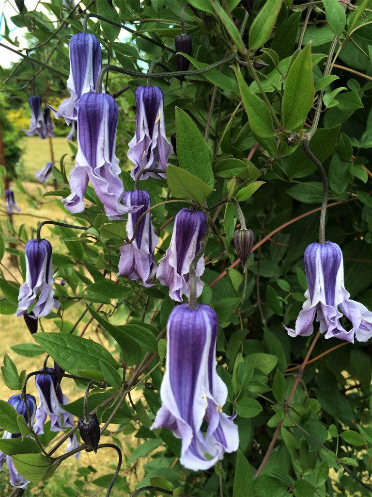 Collecting Clematis - Royal Botanical Gardens