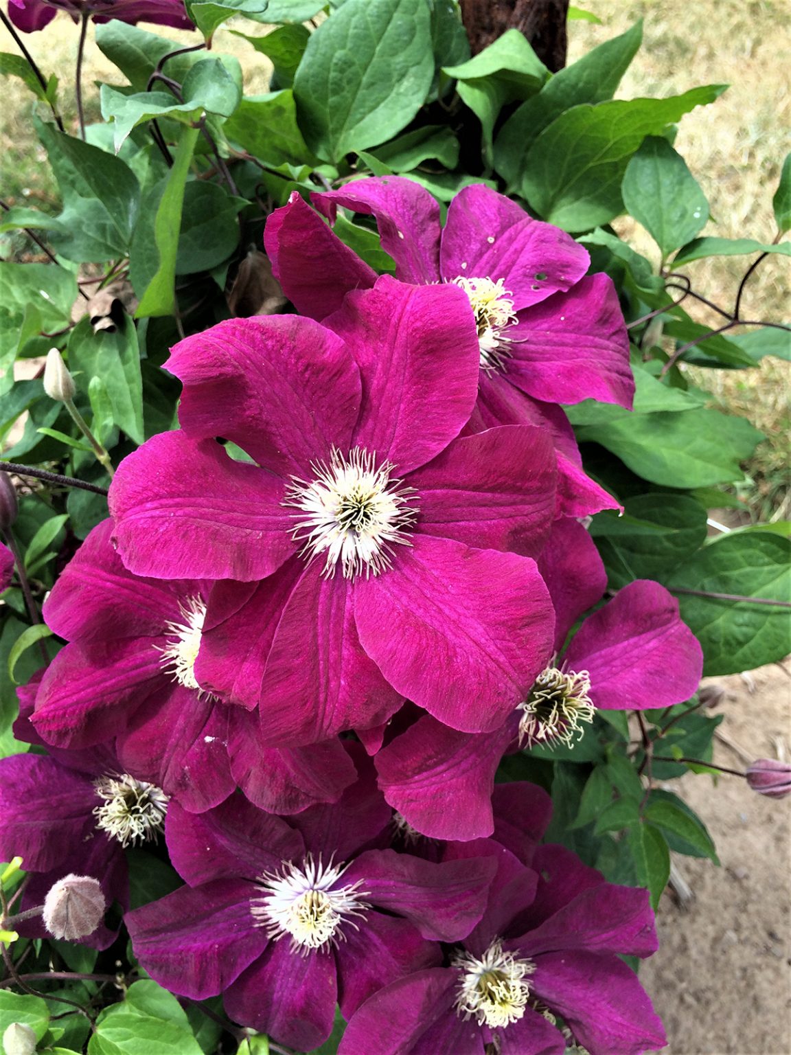 Collecting Clematis - Royal Botanical Gardens