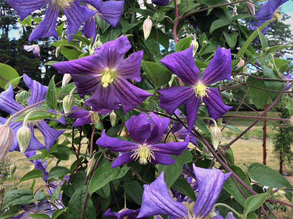 Collecting Clematis - Royal Botanical Gardens
