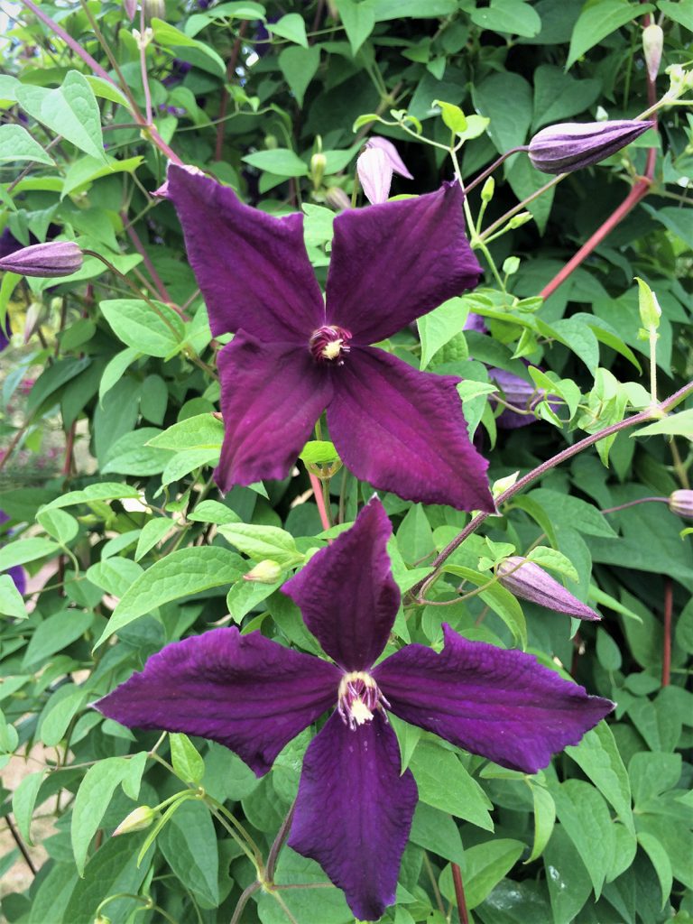 Collecting Clematis - Royal Botanical Gardens