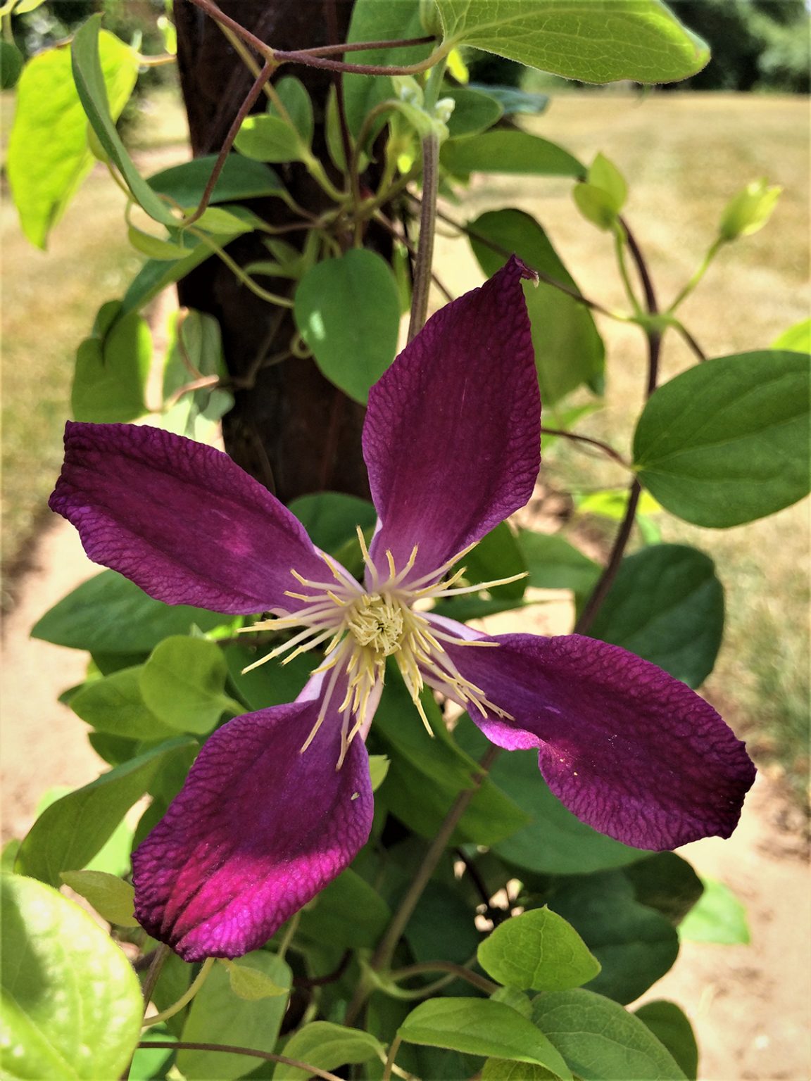 Collecting Clematis - Royal Botanical Gardens