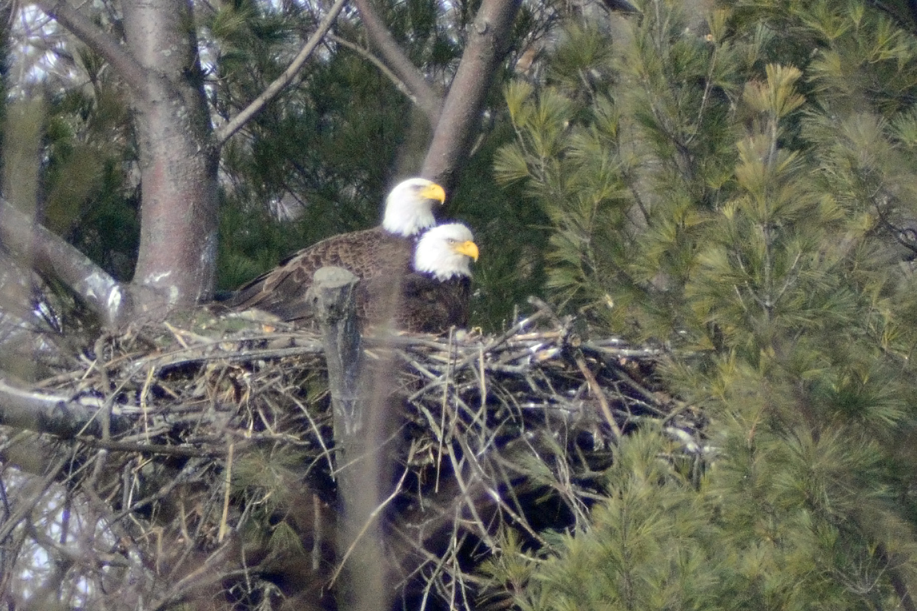 Bald Eagles Nest and Hamilton’s Biodiversity Action Plan - Royal ...
