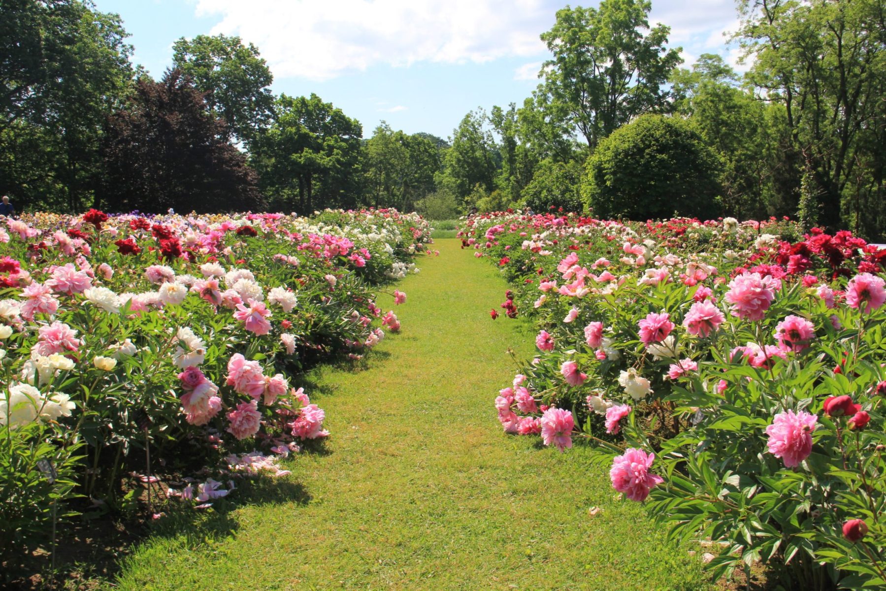 What's in Bloom? June at RBG - Royal Botanical Gardens