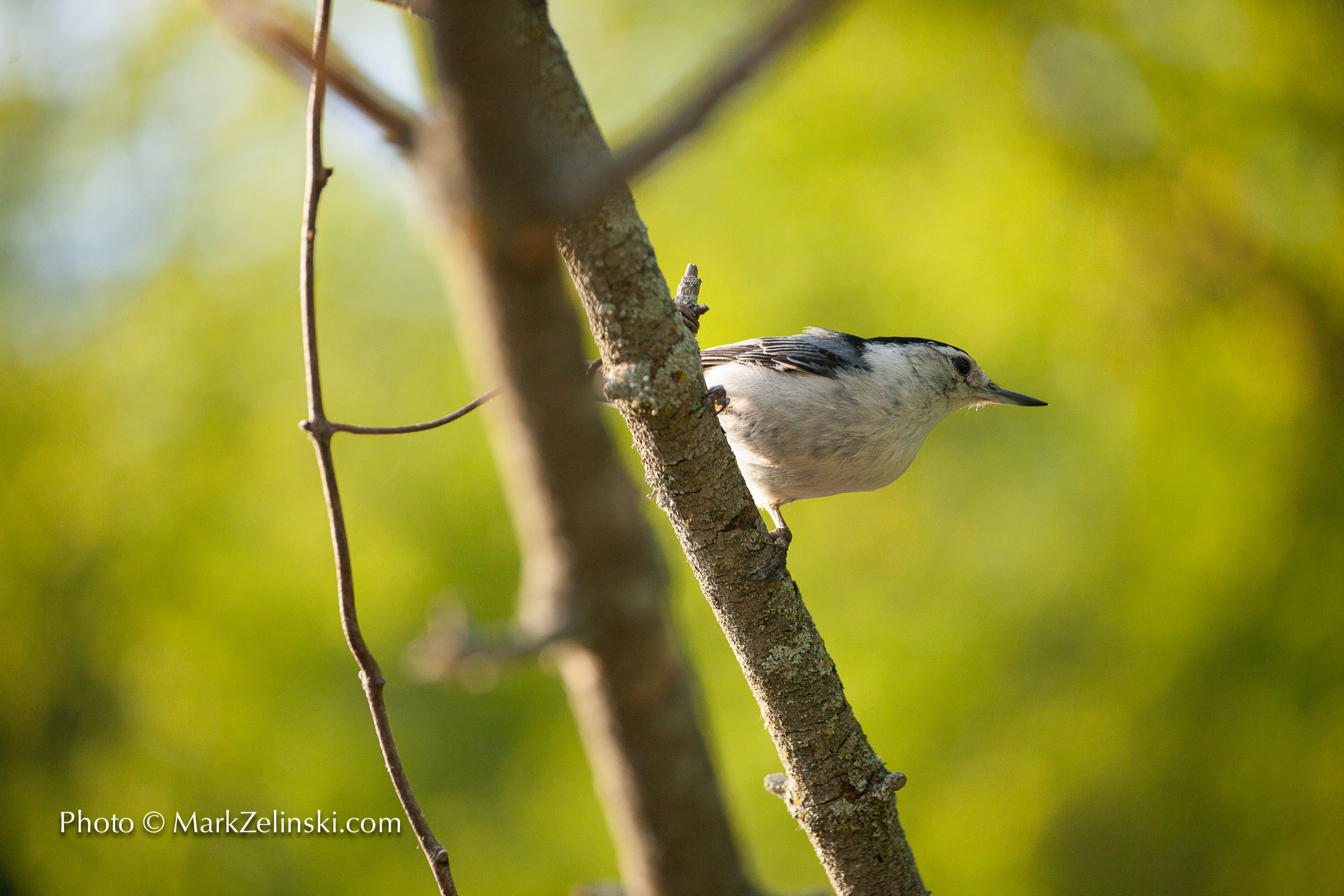 Let's Go Birding: Spring - Royal Botanical Gardens