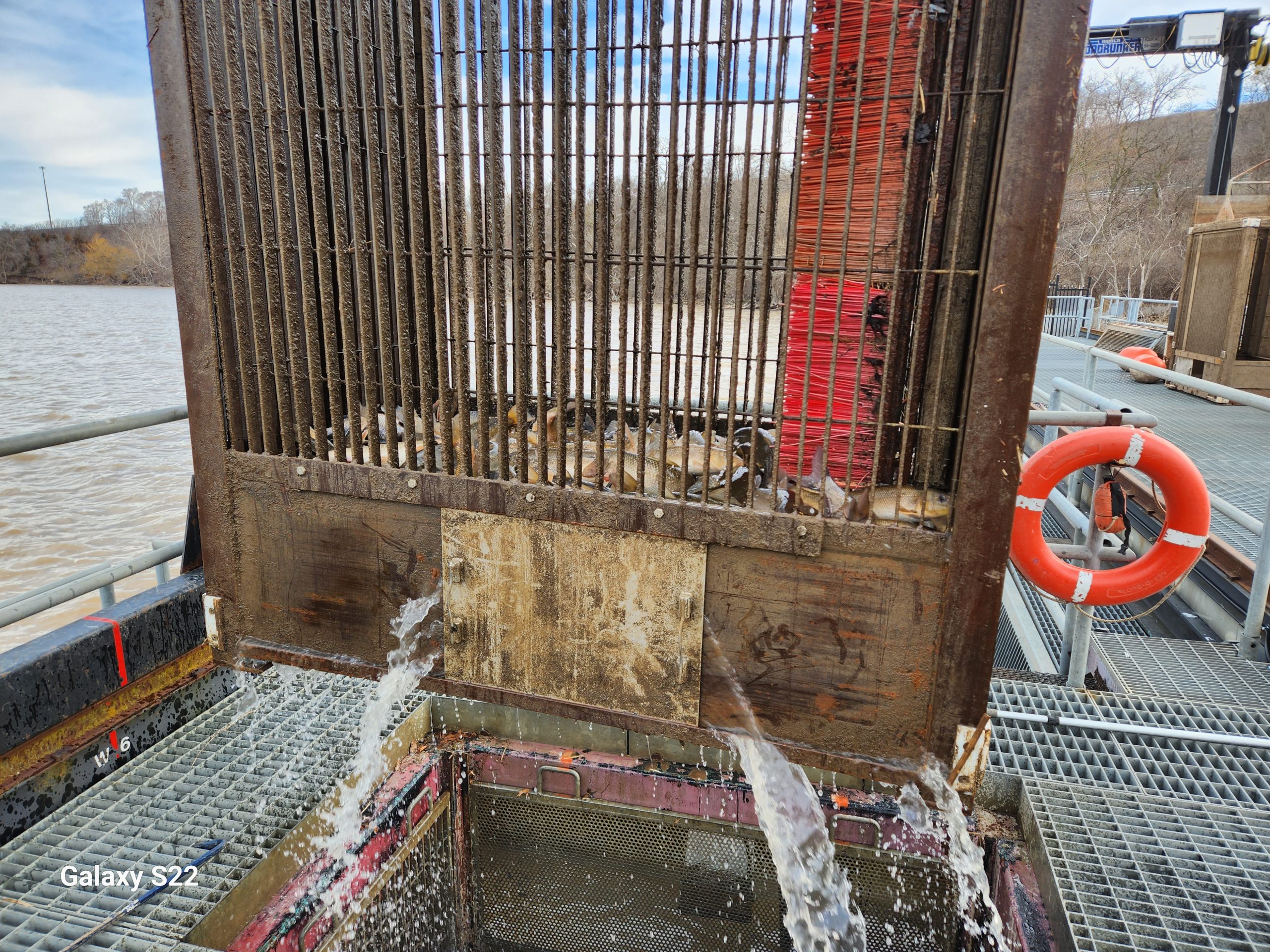 Spring Fish Migrations: A New Season of Hope - Royal Botanical Gardens