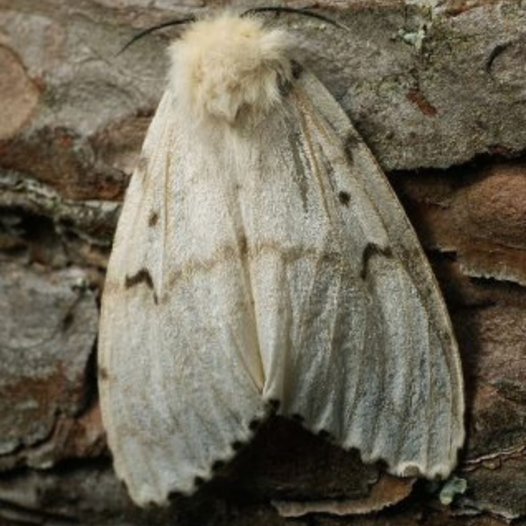 Spongy Moth Management - Royal Botanical Gardens