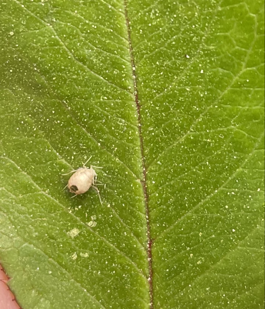 War of the Roses: Parasitic Wasp vs Aphid - Royal Botanical Gardens