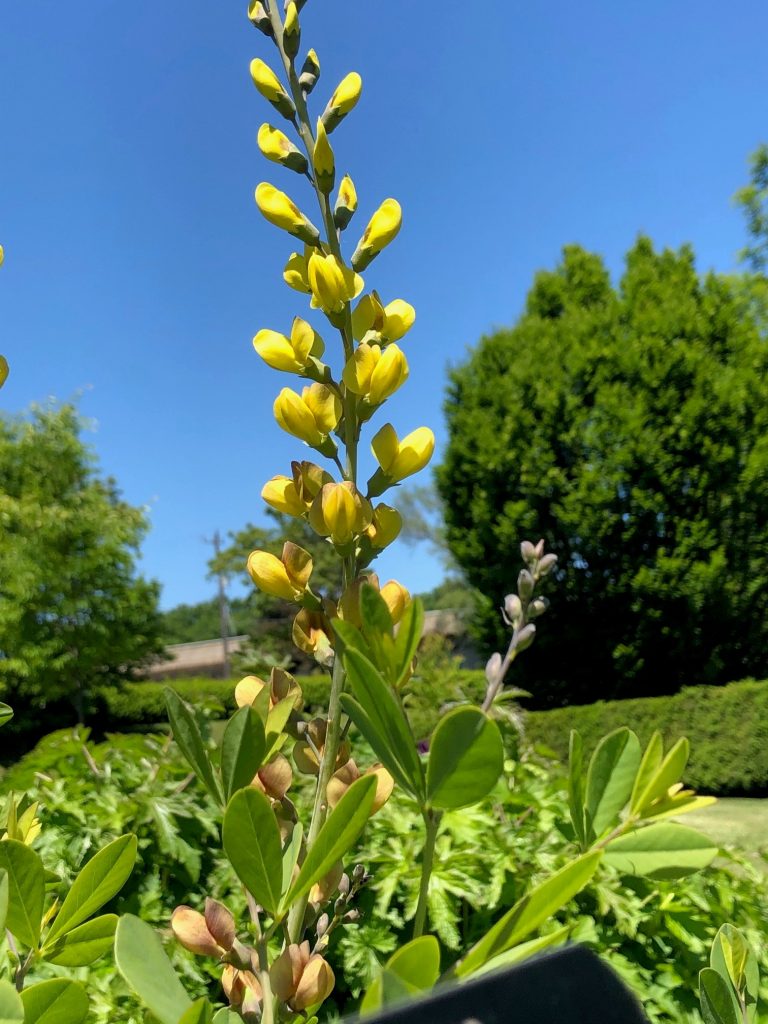 Solar Flares & Purple Rain: Funky Plant Names - Royal Botanical Gardens