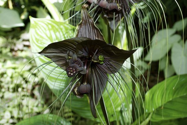 Supernatural Botany and Halloween - Royal Botanical Gardens