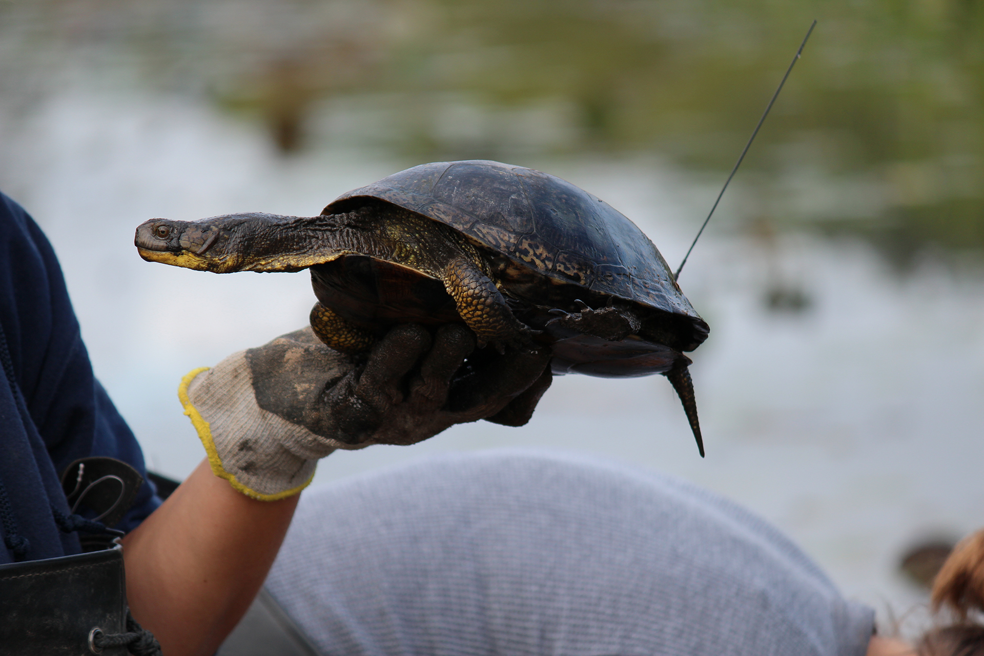 Turtles on the Move - Royal Botanical Gardens