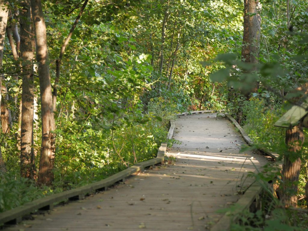 Learning and Reflecting on Traditional Indigenous Knowledge - Royal ...