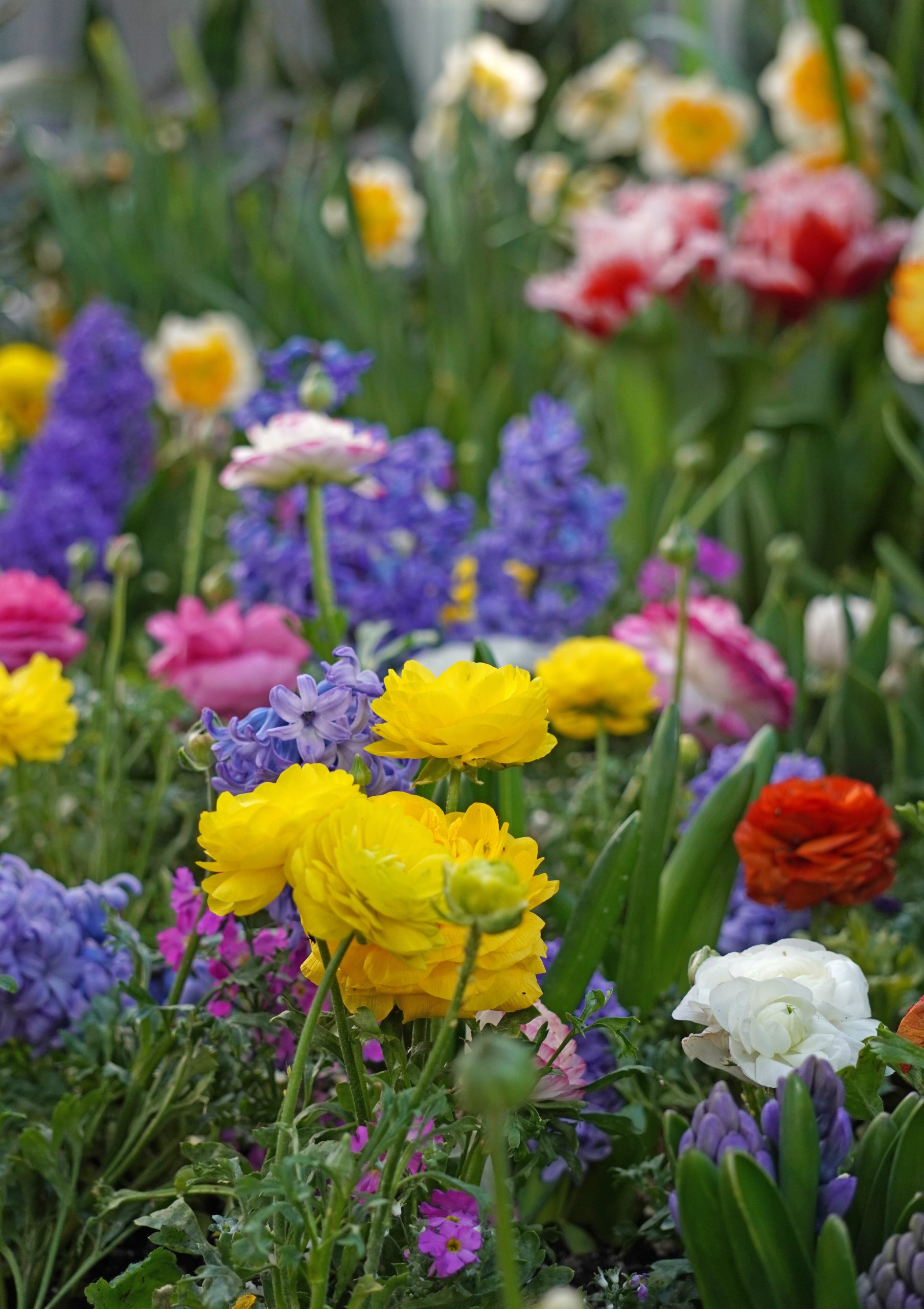 What's in Bloom? April at RBG - Royal Botanical Gardens