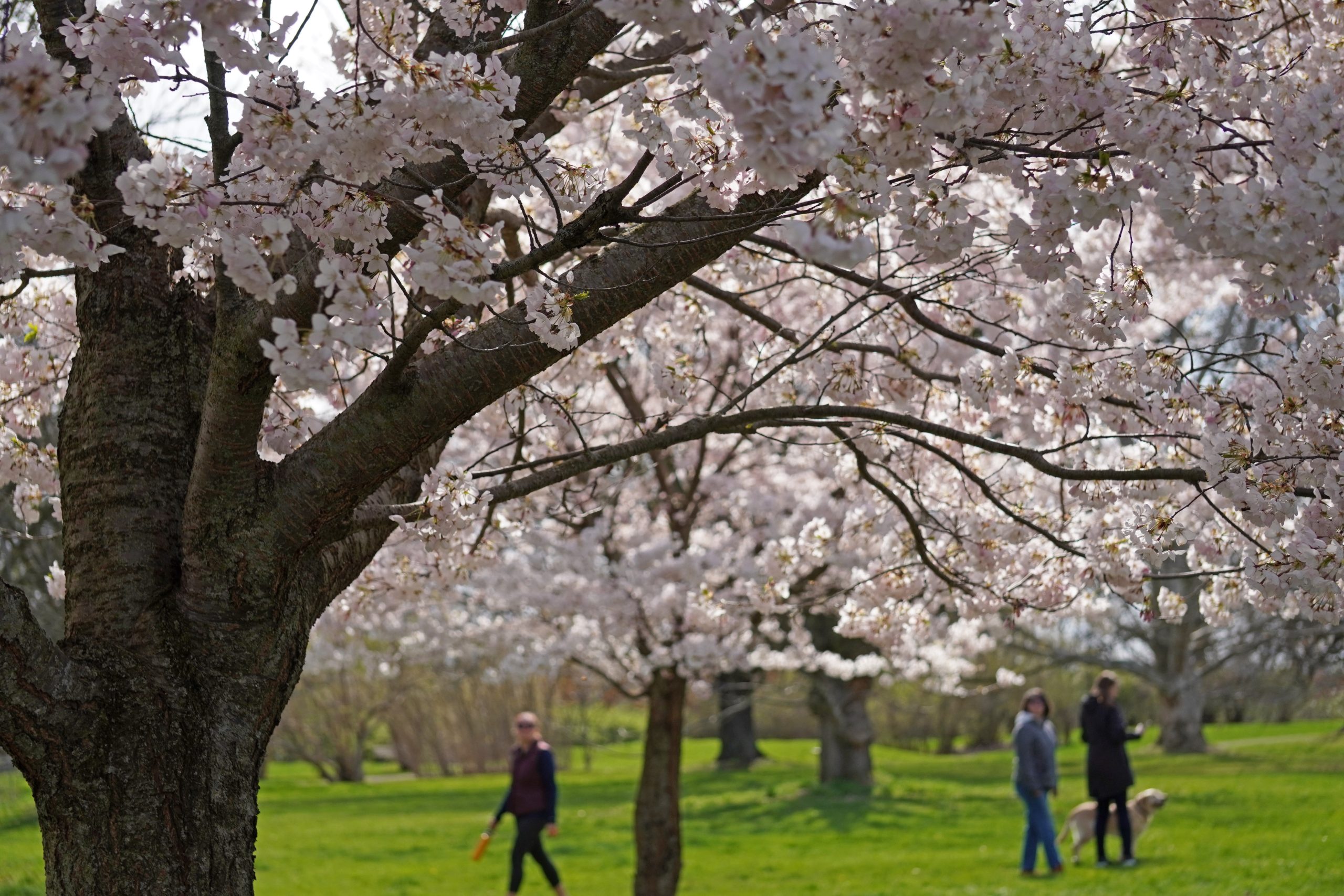 Flowering Cherry Tree Collection - Royal Botanical Gardens