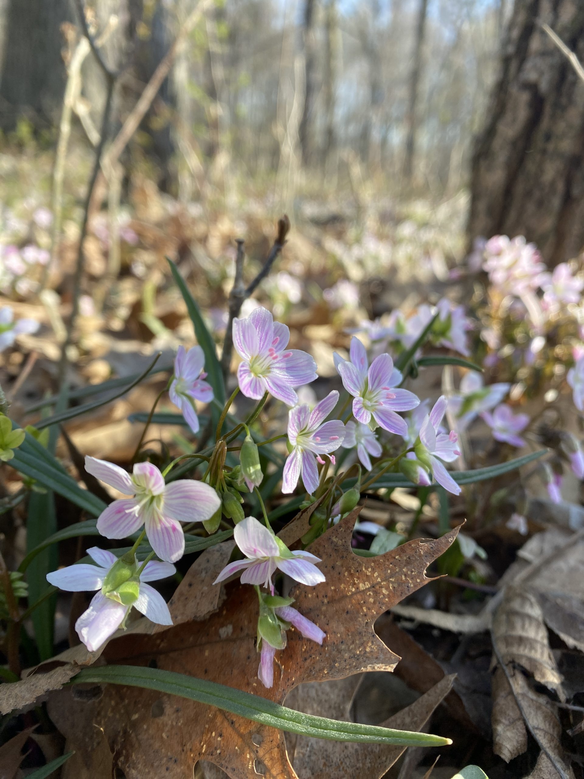 On the Trails: April 2025 - Royal Botanical Gardens