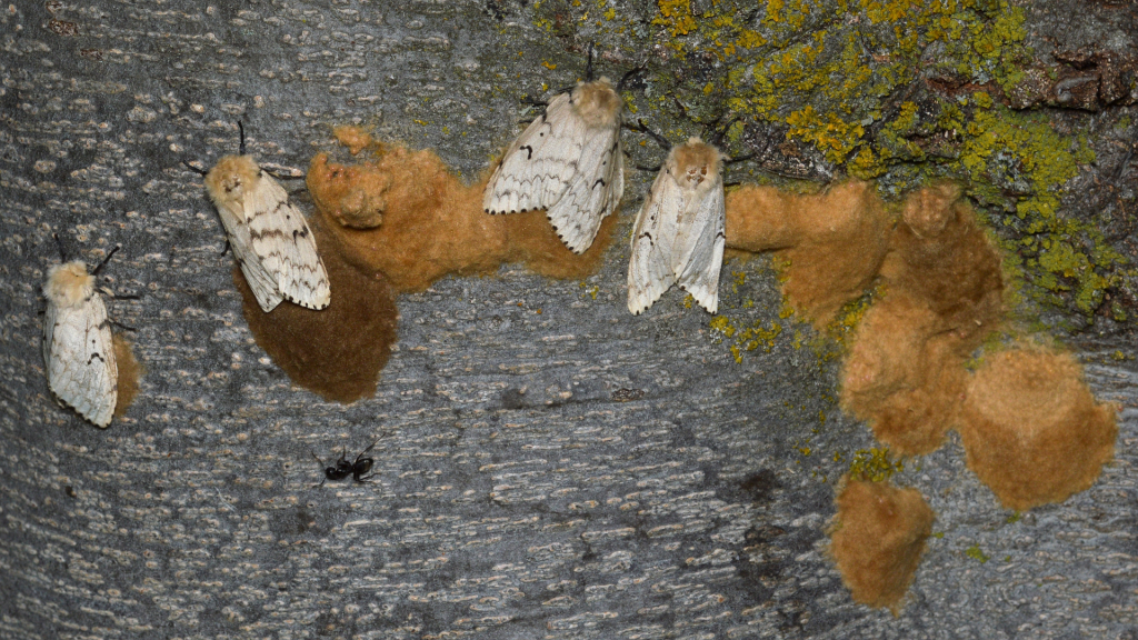 Controlling an Invasive Species: Spongy Moths - Royal Botanical Gardens