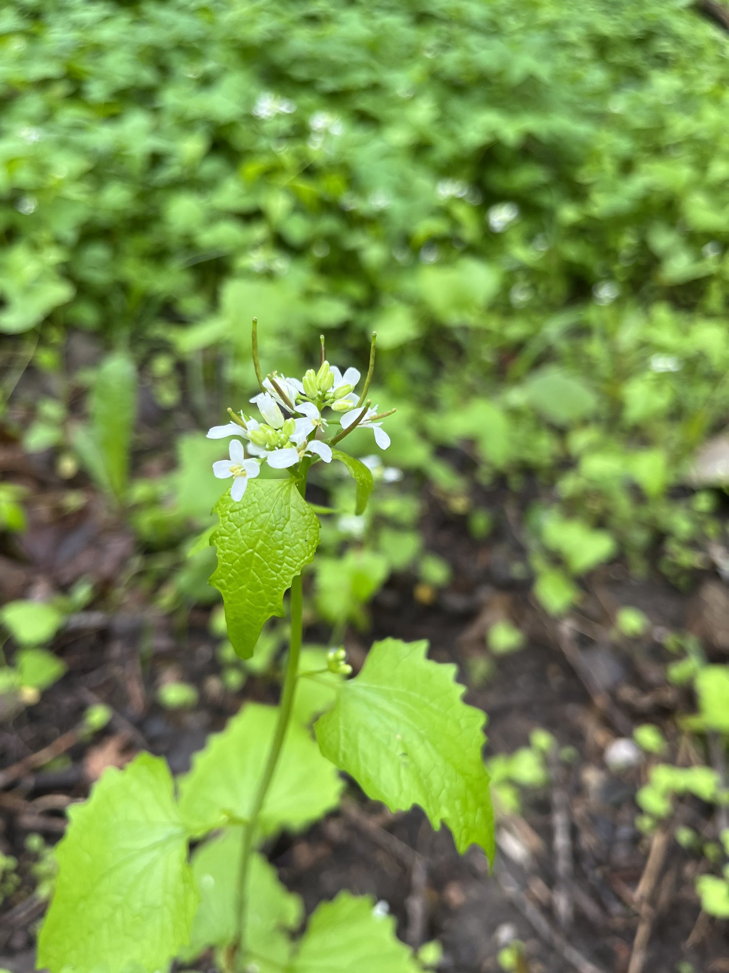 Invasive Plants Within the Cootes to Escarpment EcoPark System - Royal ...