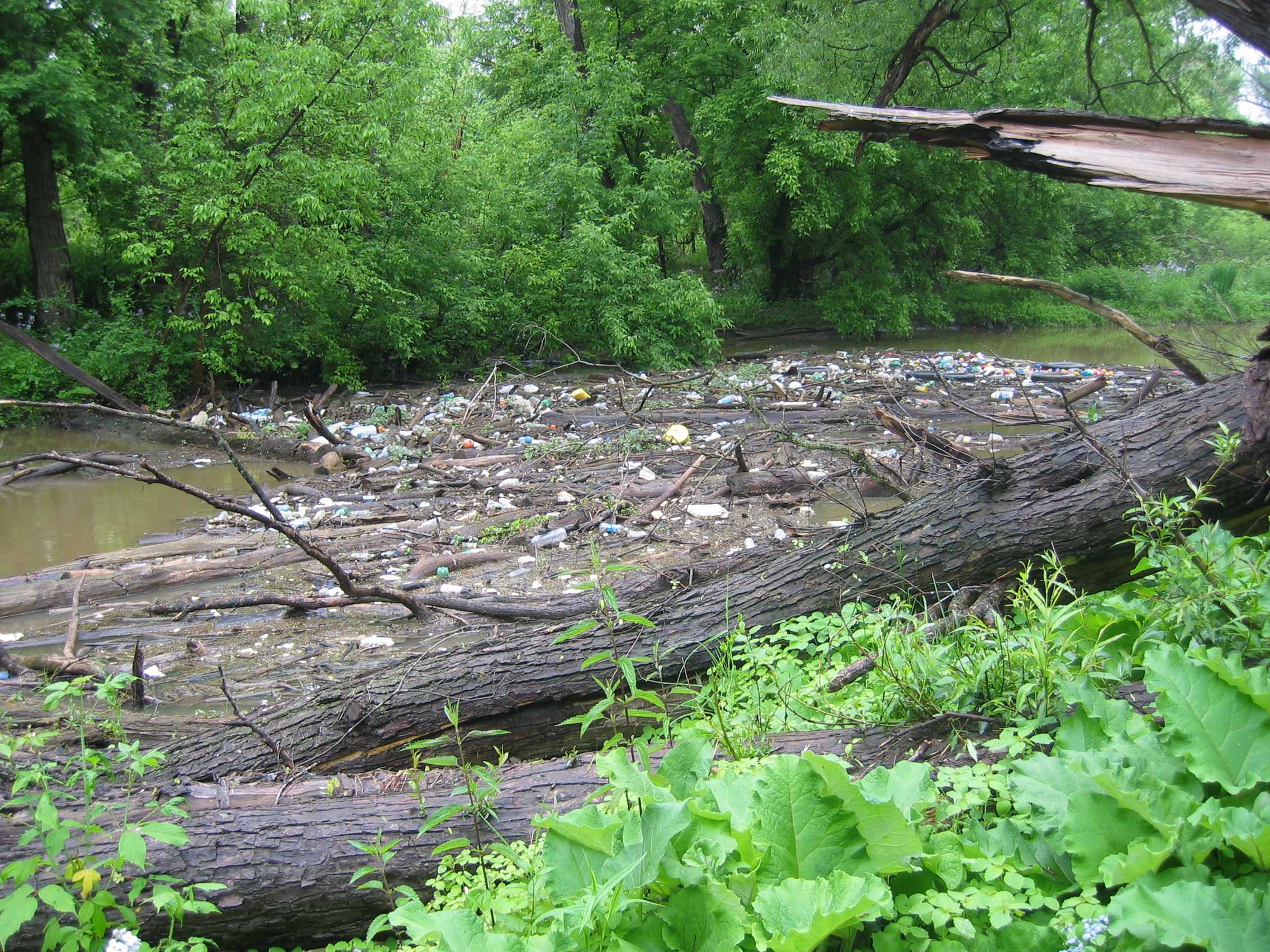 Keeping Nature Clean: The Impact of Litter at Royal Botanical Gardens ...