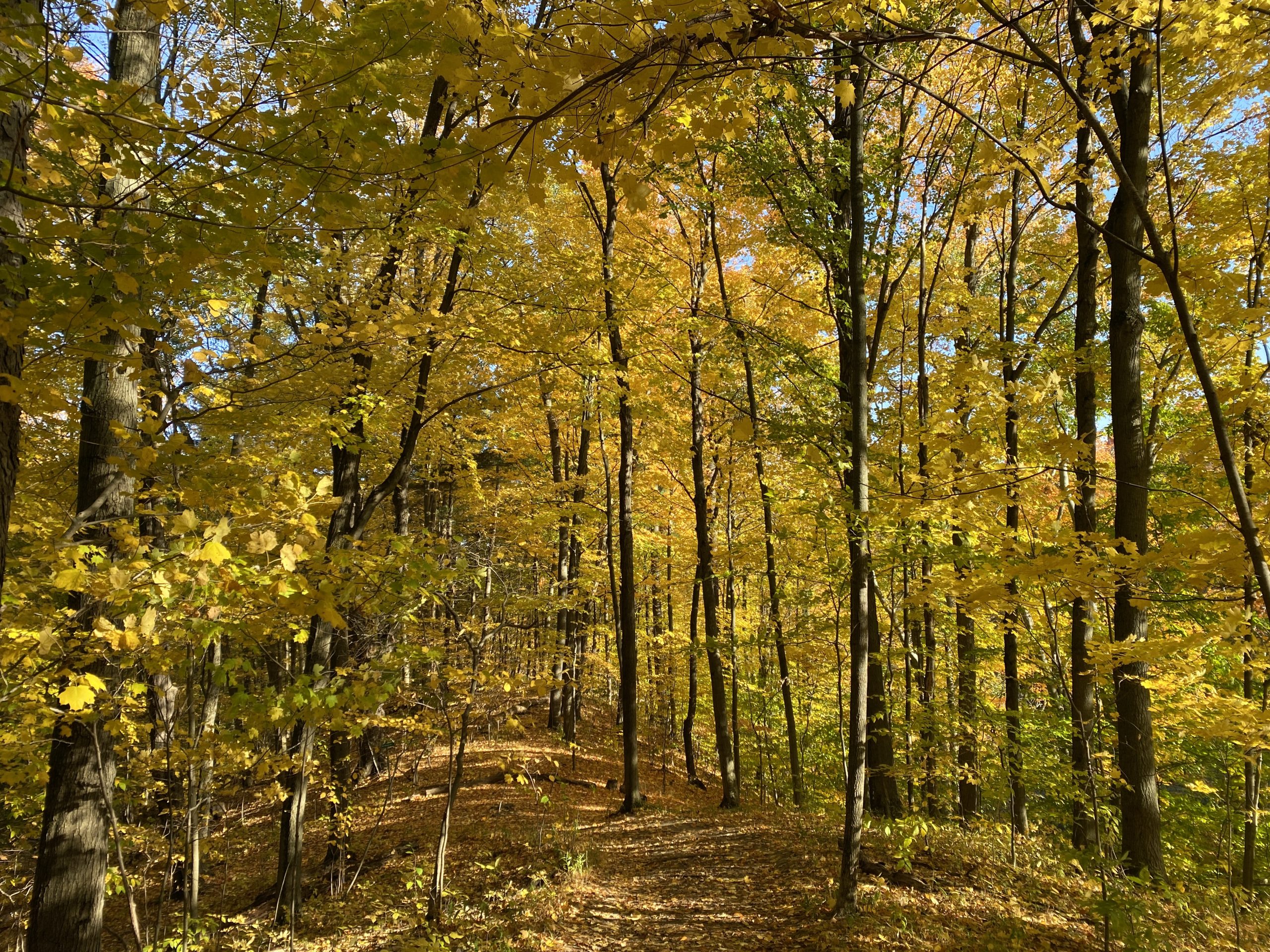 On the Trails: October 2025 - Royal Botanical Gardens