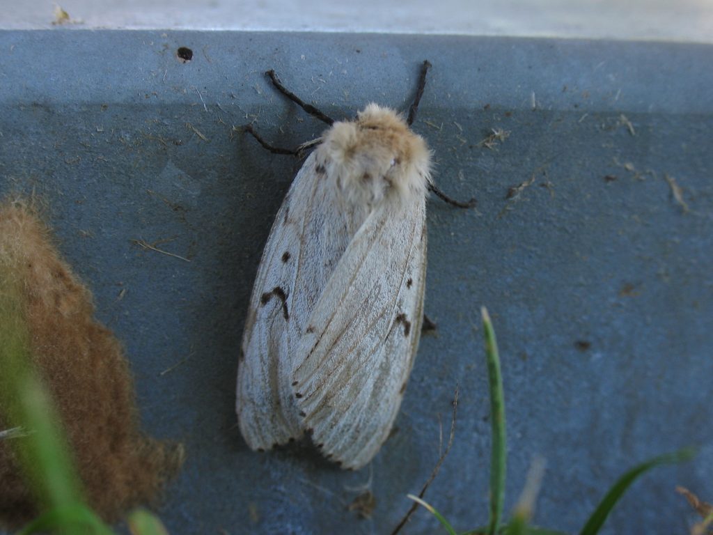 Controlling an Invasive Species: Spongy Moths - Royal Botanical Gardens