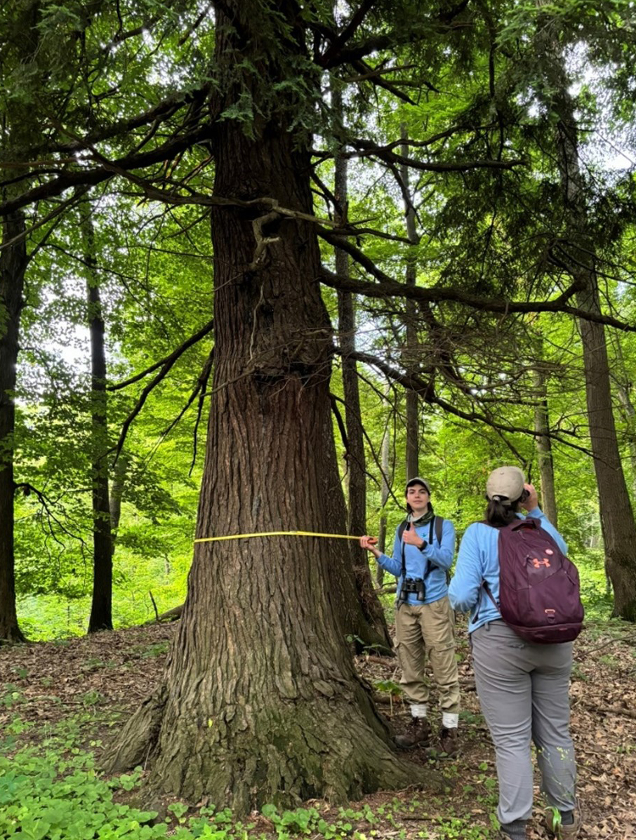 Tree Canopy and Forest Restoration Fund - Royal Botanical Gardens