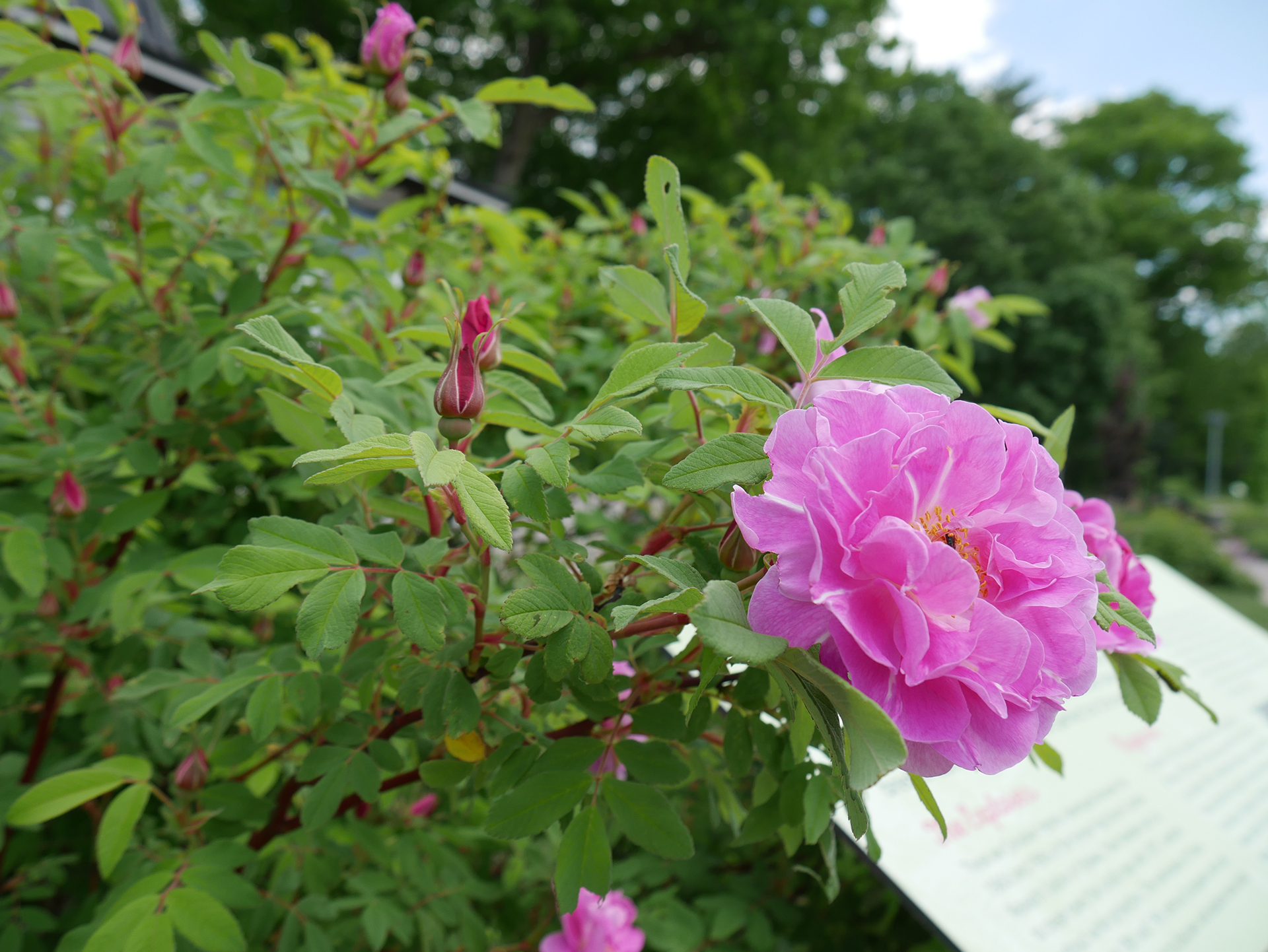 The Scent of Roses - Royal Botanical Gardens