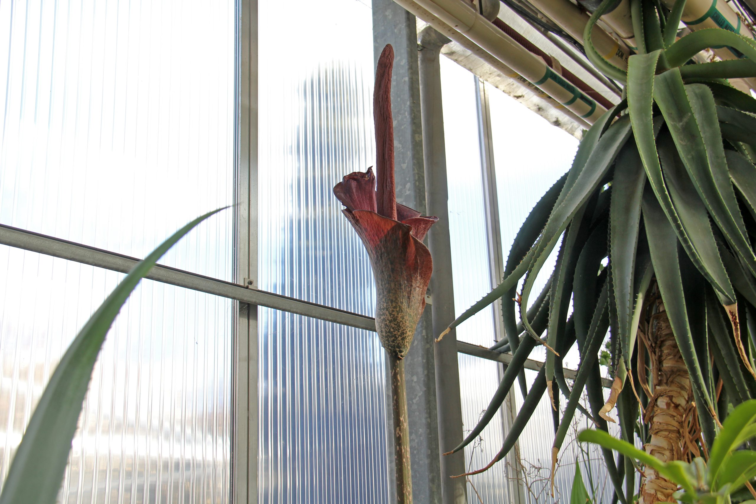 Voodoo Lily: A Sinister Stench and A Five Star Meal of Death! - Royal ...