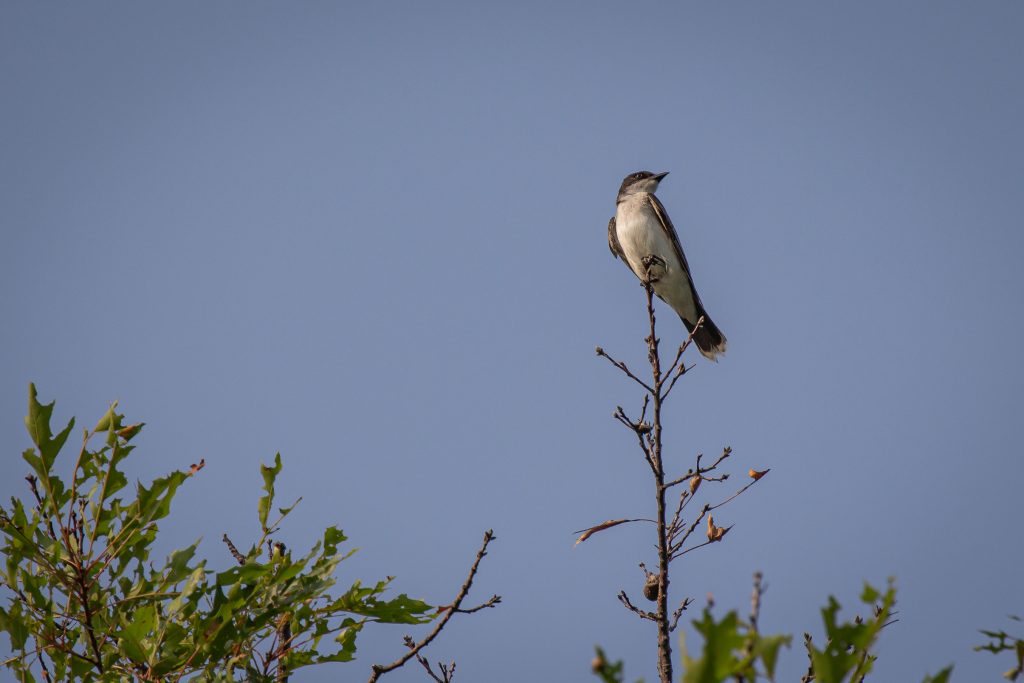 The Joy of Birding: Spring - Royal Botanical Gardens