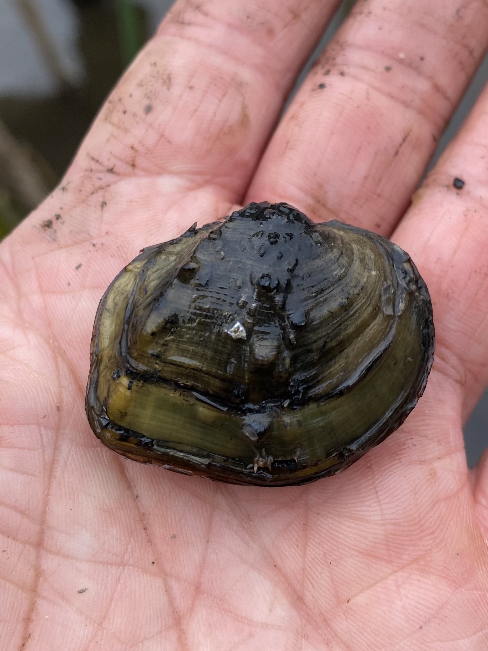 Mussel Mania: A Rare Find Uncovered at Cootes Paradise - Royal ...