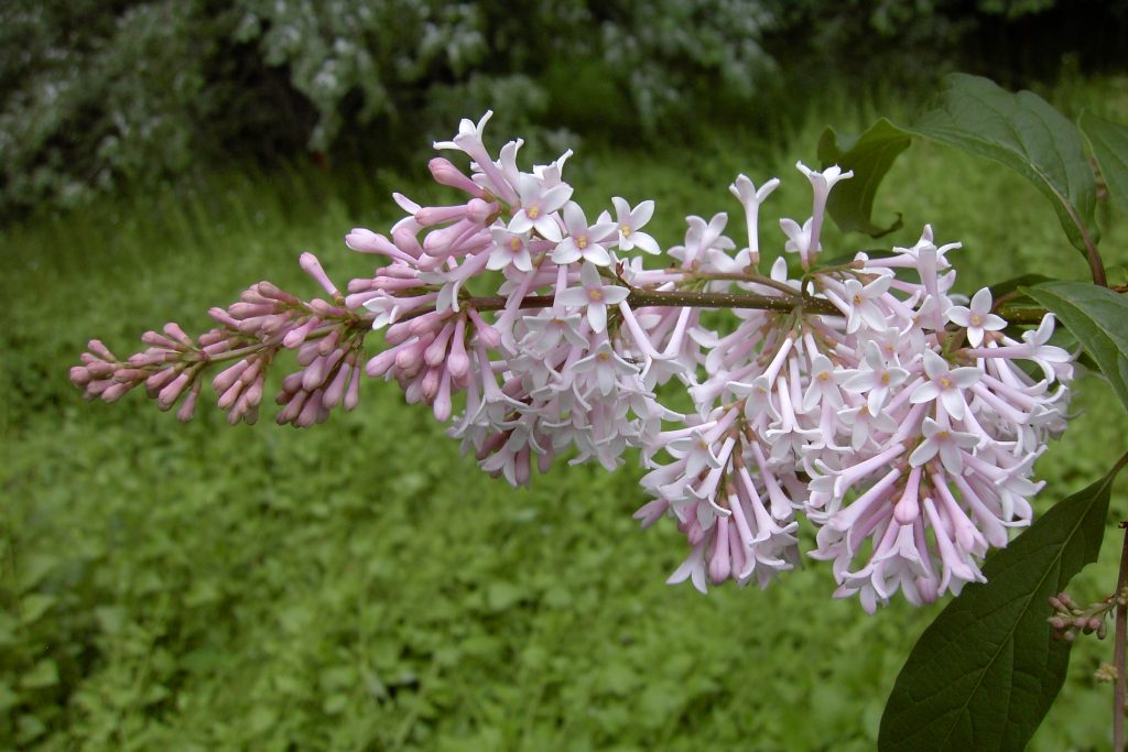 A Celebration of Lilacs - Royal Botanical Gardens