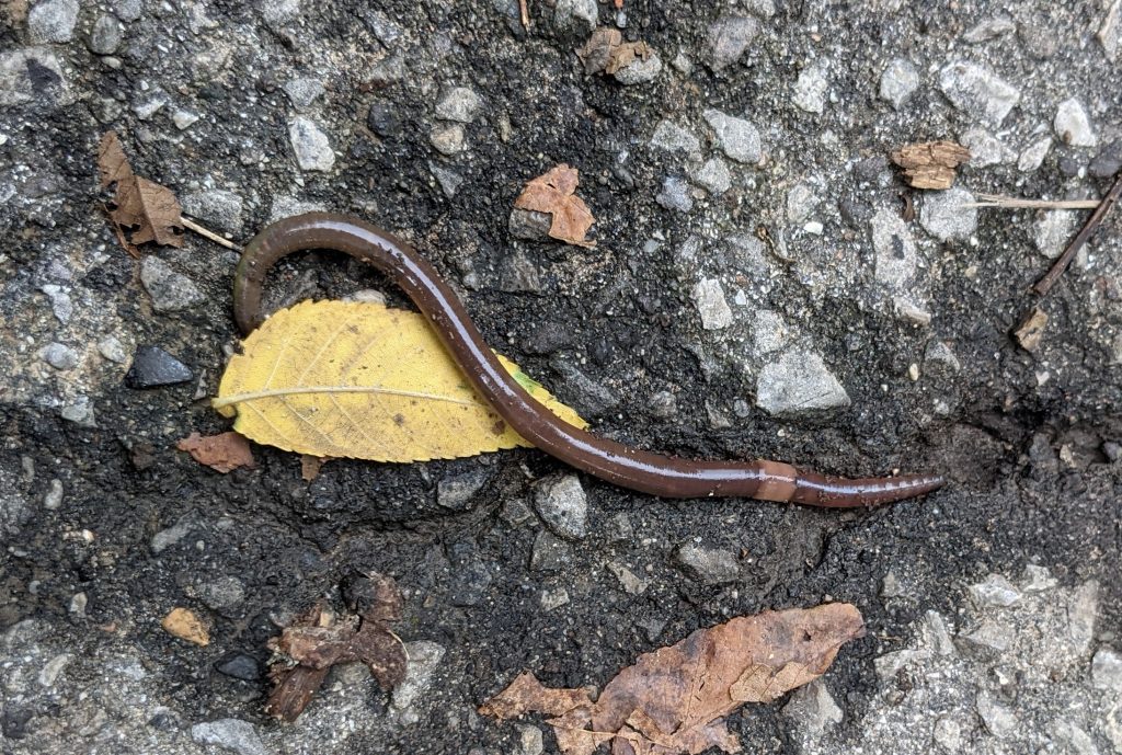 Invasive Jumping Worms: How to Identify & What to Do - Royal Botanical ...