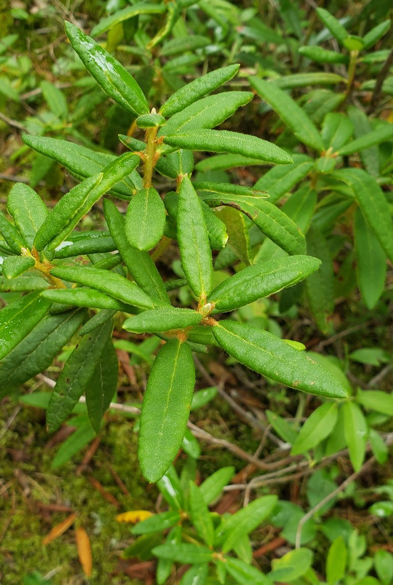 Evergreens vs Conifers - Royal Botanical Gardens