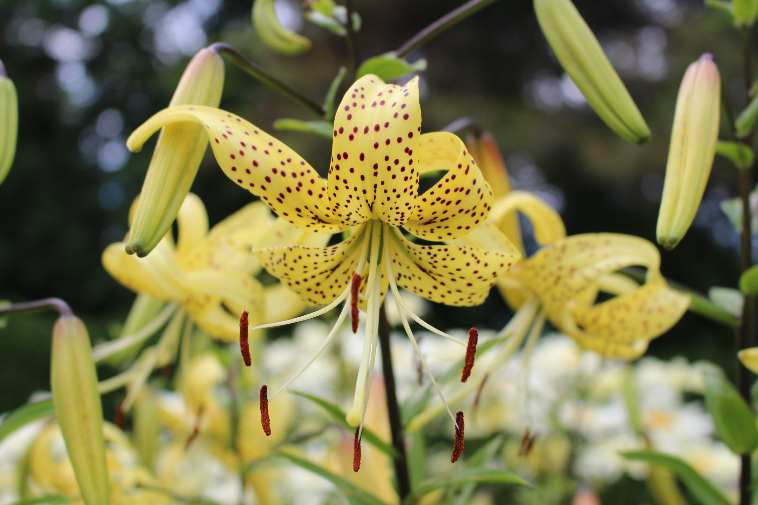 Ontario Regional Lily Society Show - Royal Botanical Gardens