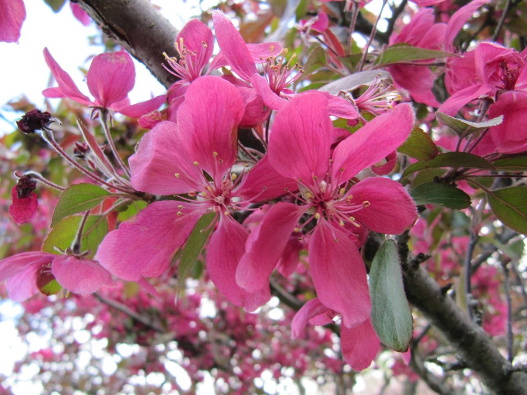 The Malus Collection - Royal Botanical Gardens