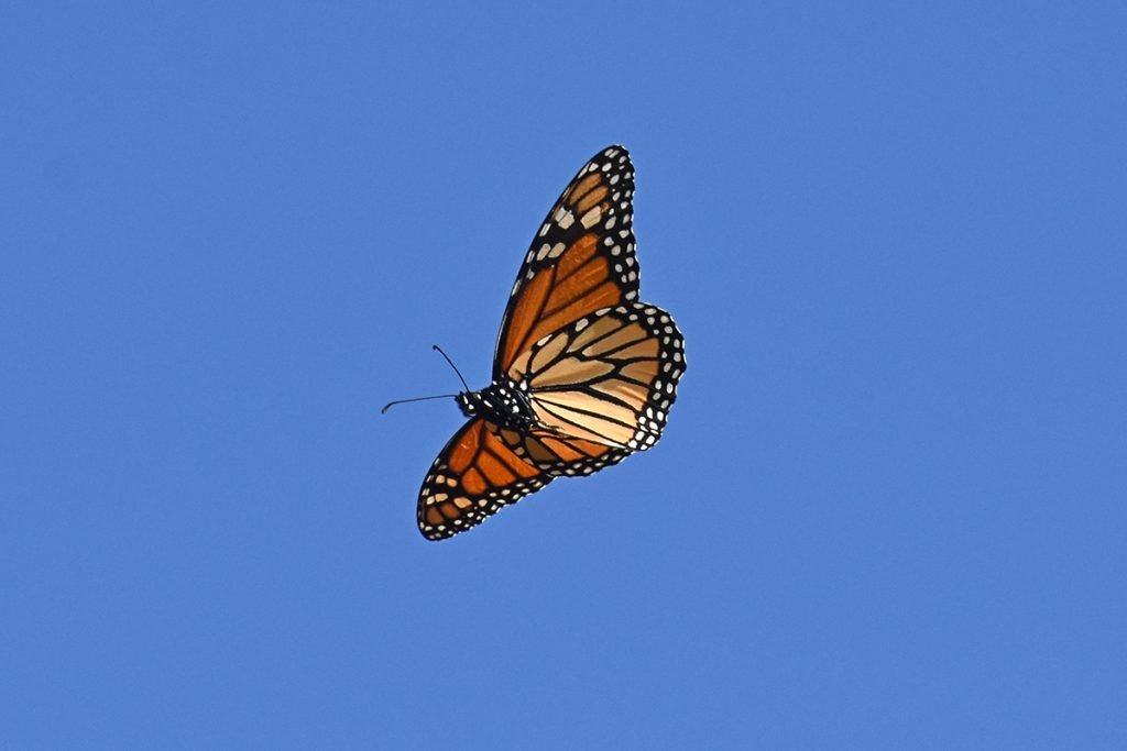 Planting for Monarchs - Royal Botanical Gardens