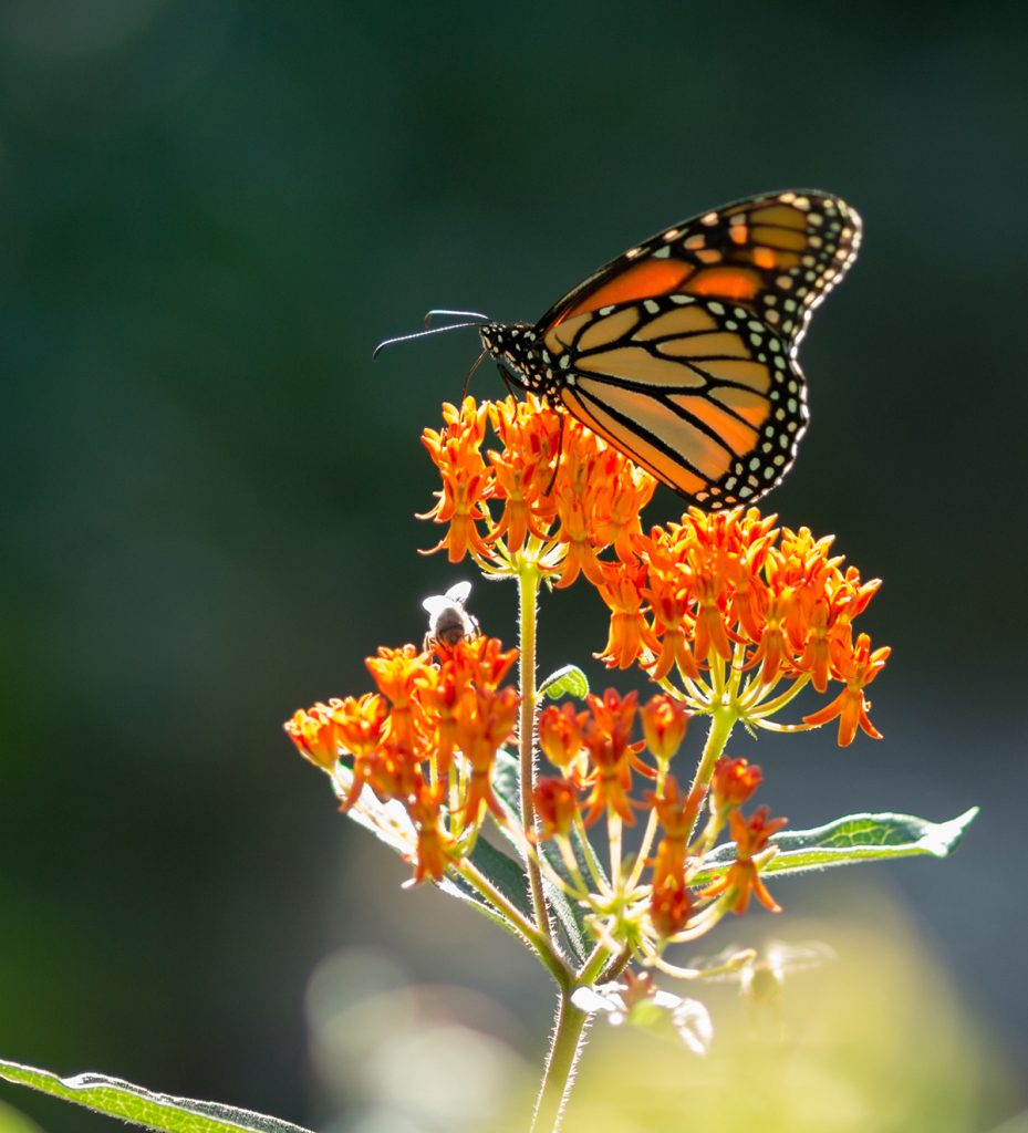 Planting for Monarchs - Royal Botanical Gardens