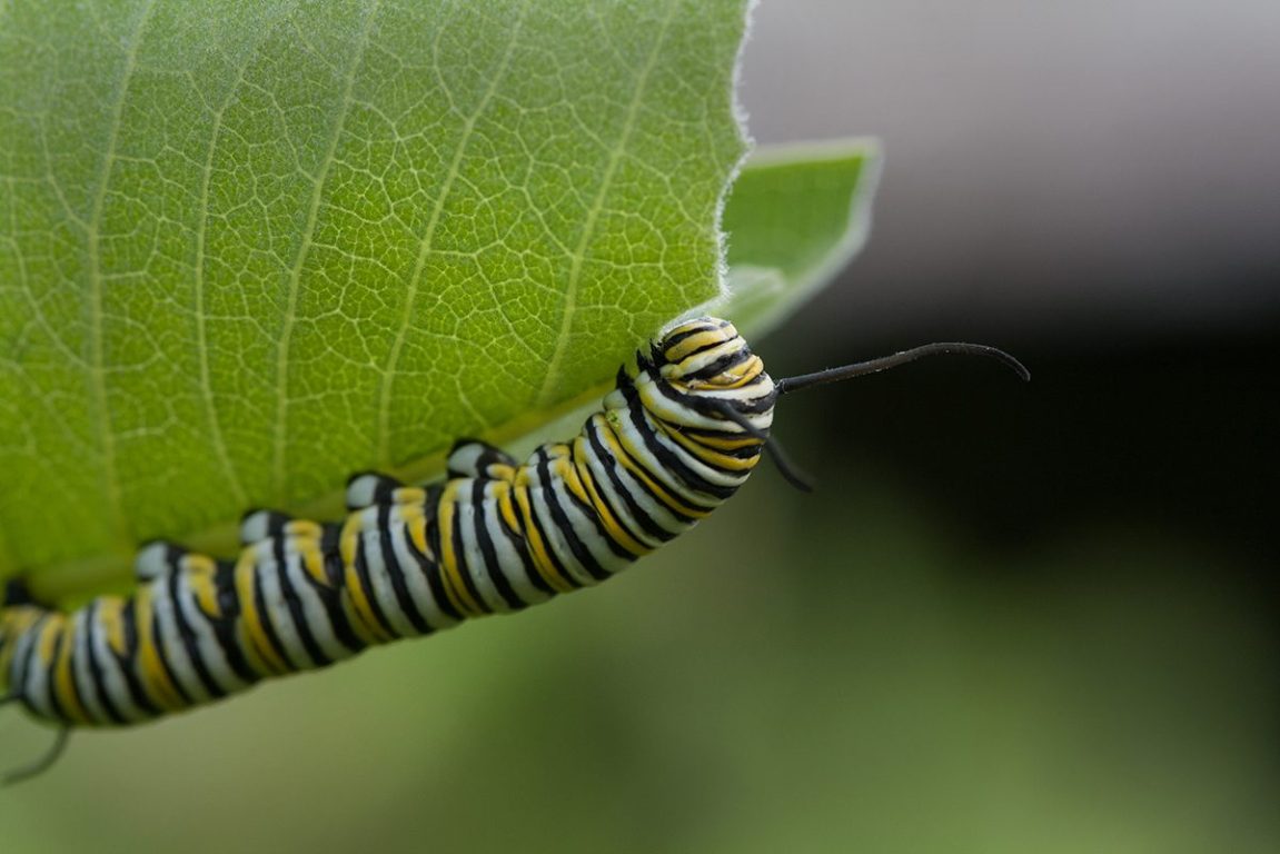 Planting for Monarchs - Royal Botanical Gardens