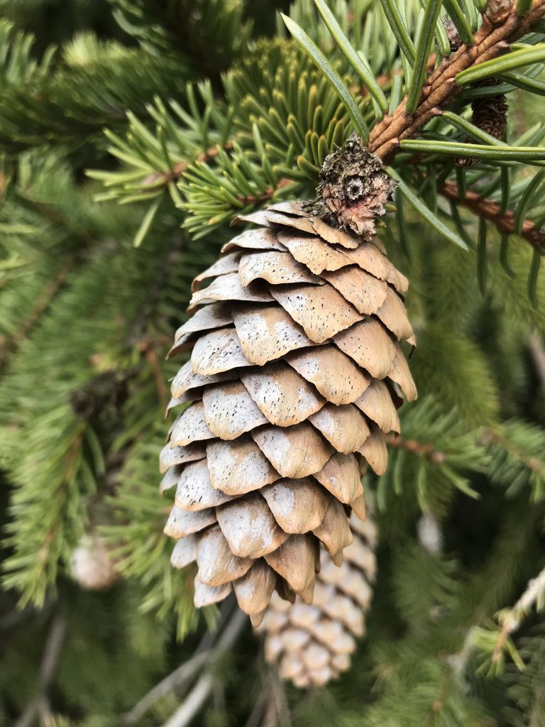 Exploring Conifers - Royal Botanical Gardens