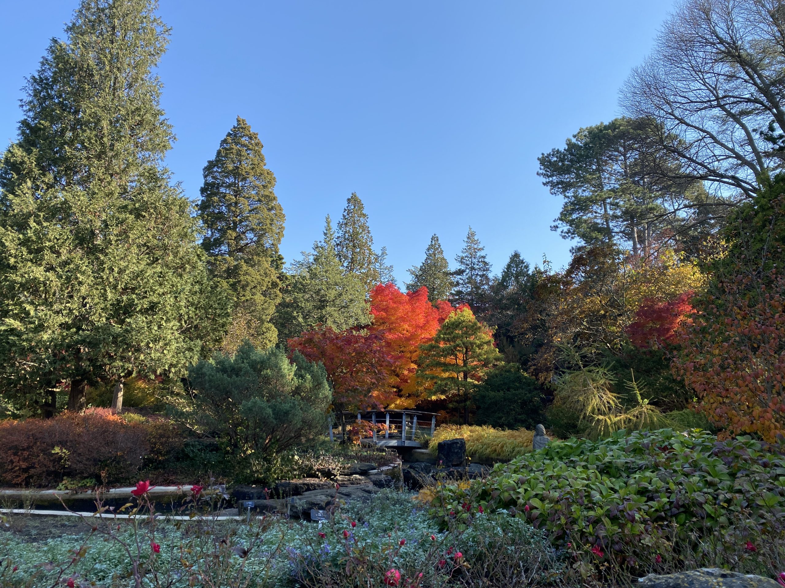 What's in Bloom? November at RBG - Royal Botanical Gardens