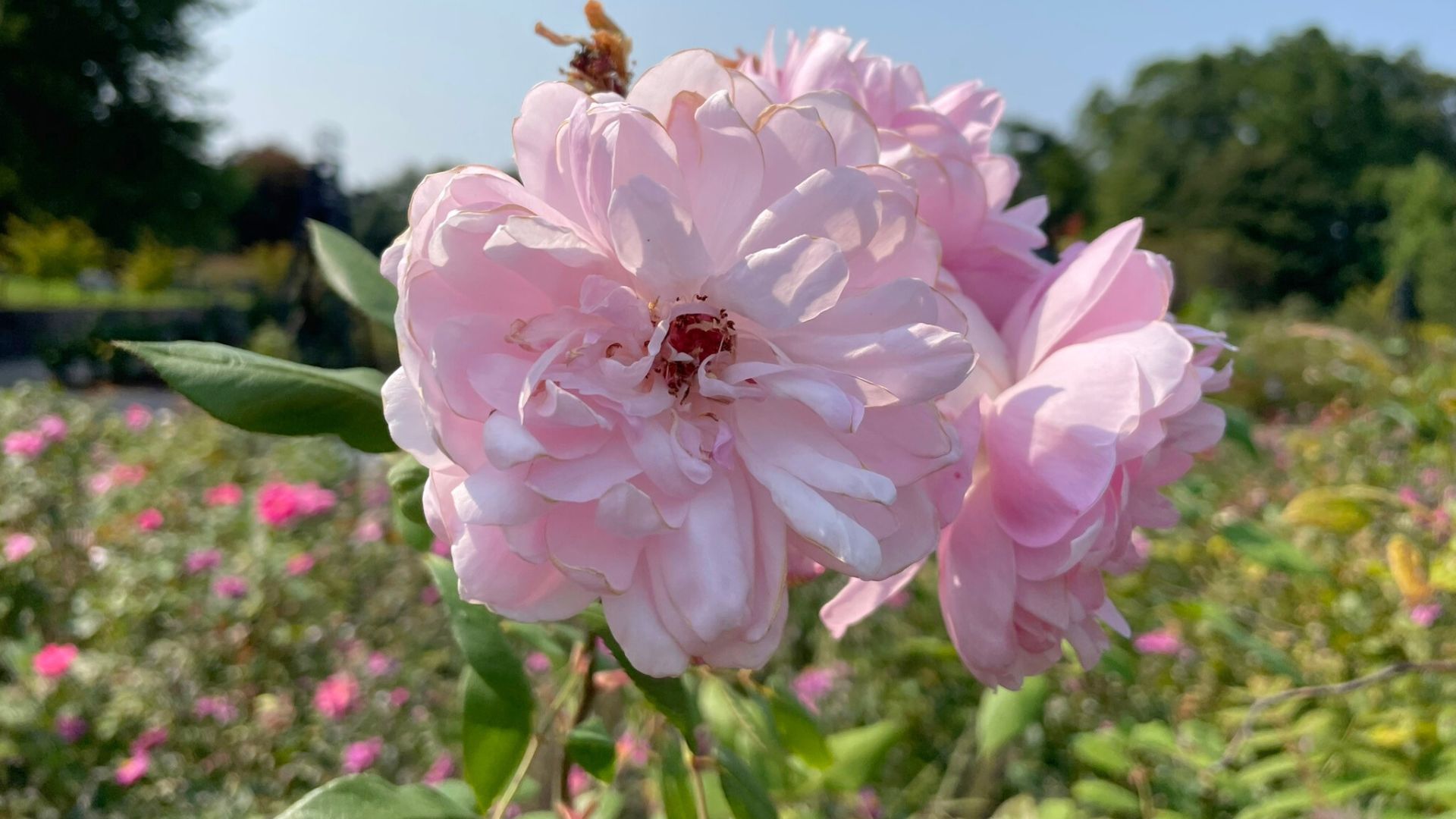 What’s in a Plant Name? How Cultivar and Trade Designations Shape the ...