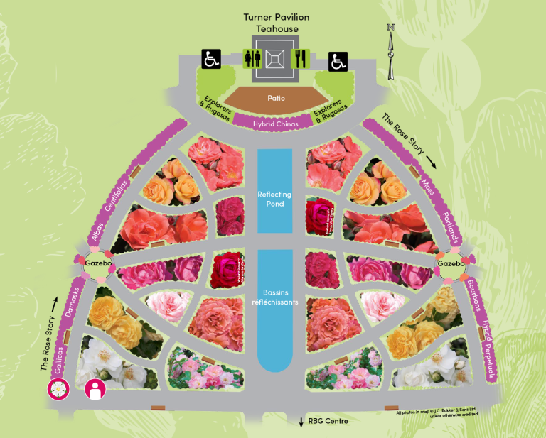 Rose Garden Collection - Royal Botanical Gardens