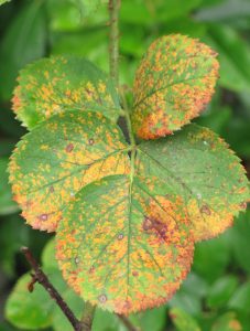 Caring for Roses - Royal Botanical Gardens