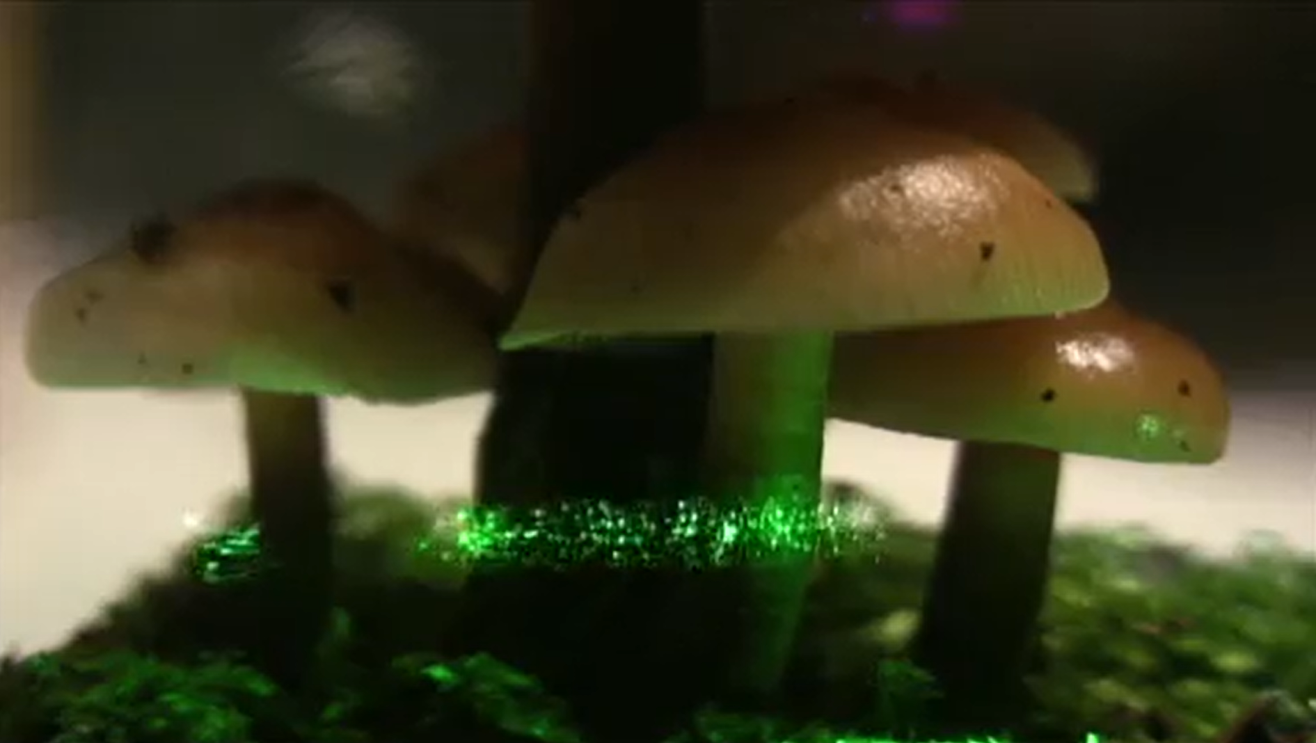 Botanicult Fiction: The Secret Sounds of Spores - Royal Botanical Gardens