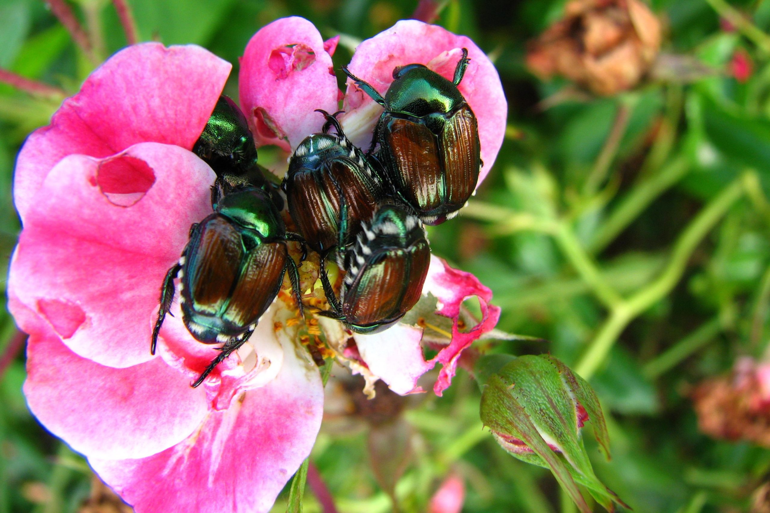 Force of Nature: Japanese Beetle at RBG's Rose Garden - Royal Botanical ...